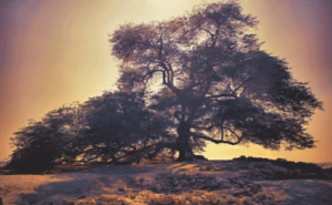 The Tree Of Life Bahrain: A Ancient Wonder